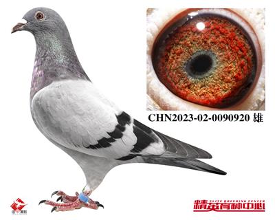 信鸽在线拍卖平台 - 中国信鸽信息网