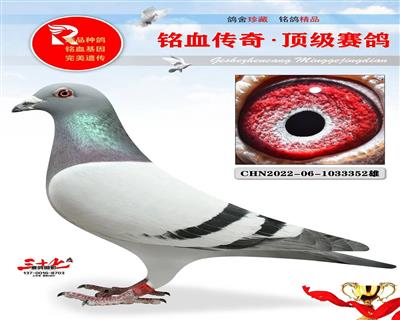 信鸽在线拍卖平台 - 中国信鸽信息网