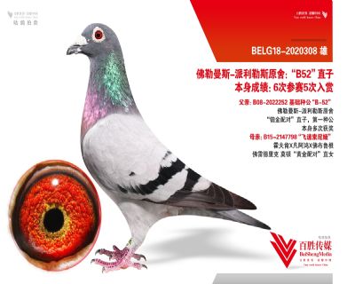 信鸽在线拍卖平台 - 中国信鸽信息网