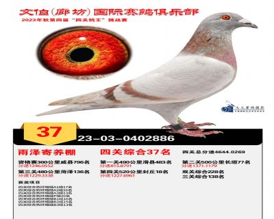 信鸽在线拍卖平台 - 中国信鸽信息网
