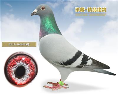 信鸽在线拍卖平台 - 中国信鸽信息网