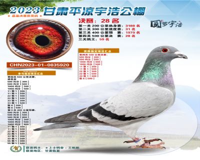 信鸽在线拍卖平台 - 中国信鸽信息网