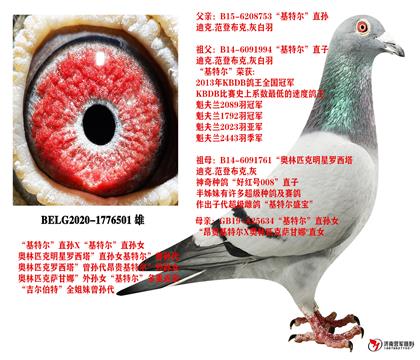 信鸽在线拍卖平台 - 中国信鸽信息网