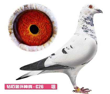 信鸽在线拍卖平台 - 中国信鸽信息网