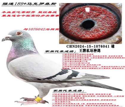 信鸽在线拍卖平台 - 中国信鸽信息网