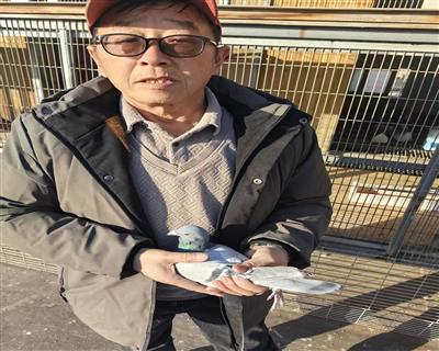 信鸽在线拍卖平台 - 中国信鸽信息网